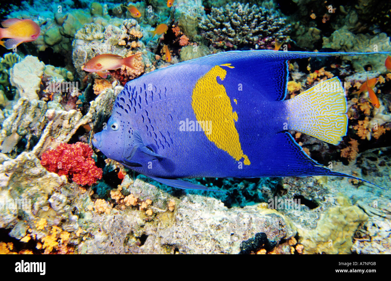 Egypt, Red Sea, blue angelfish Stock Photo - Alamy