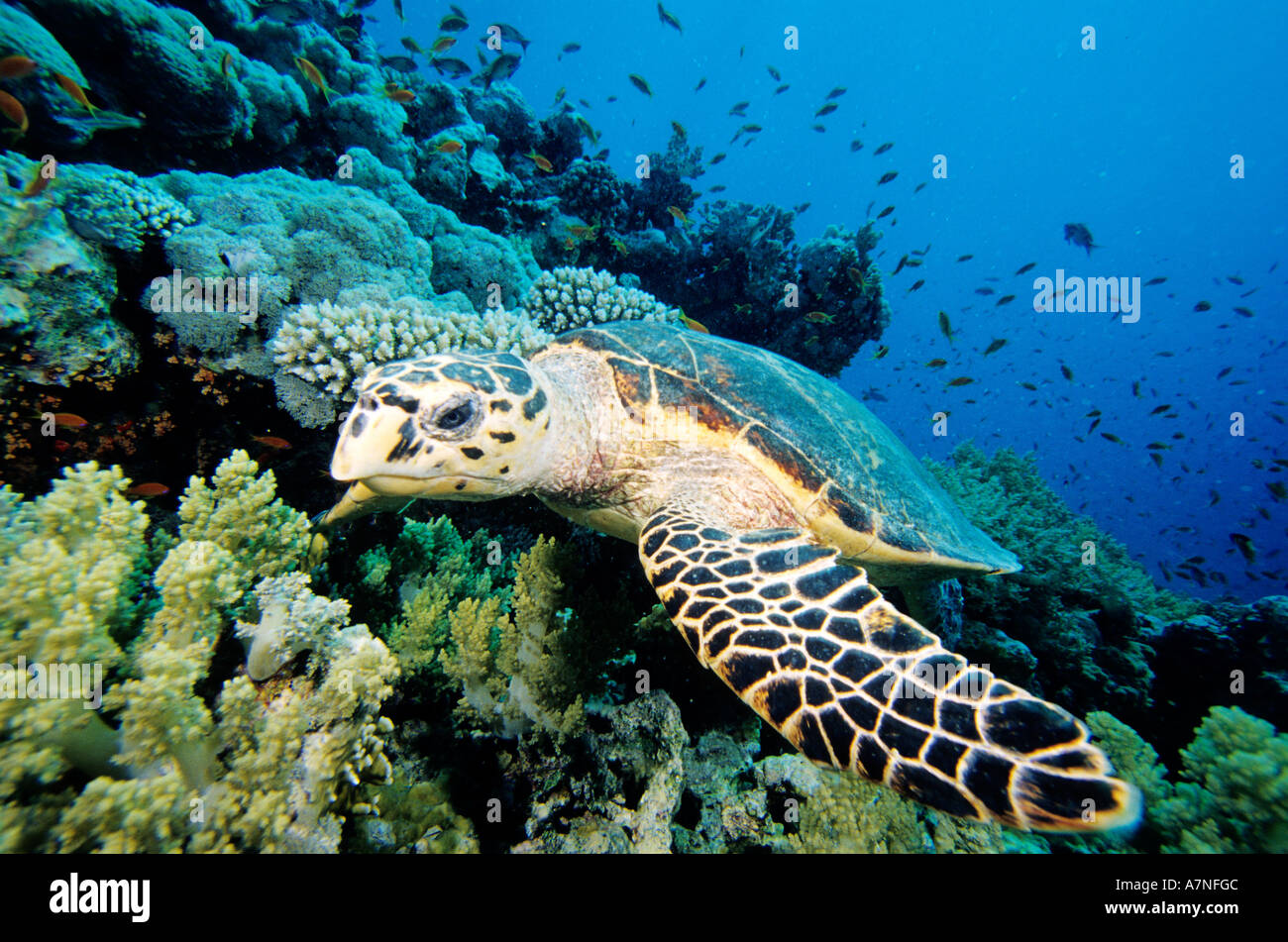 Strait of tiran hi-res stock photography and images - Alamy
