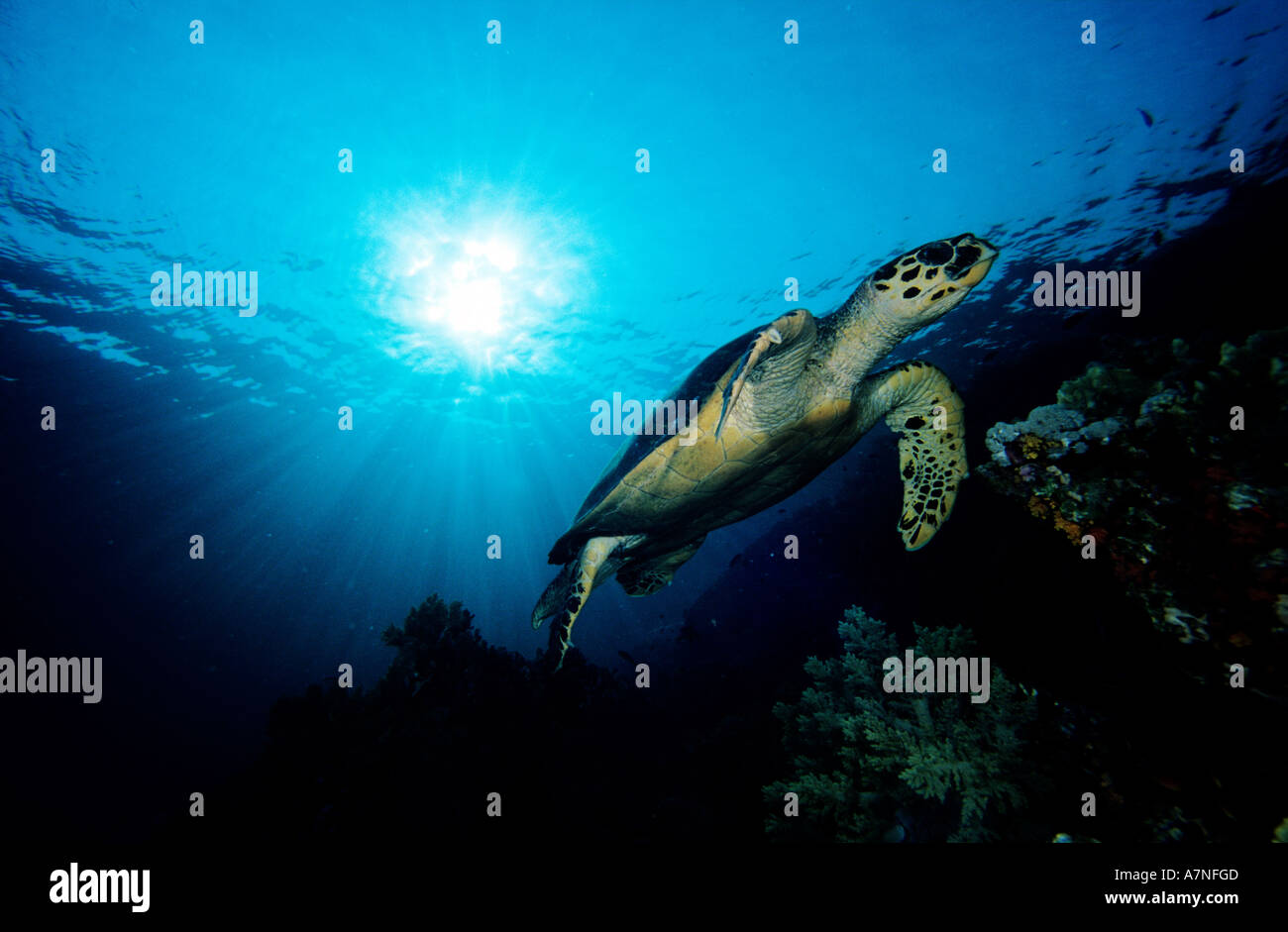 Egypt, Red Sea, hawksbill turtle Stock Photo - Alamy