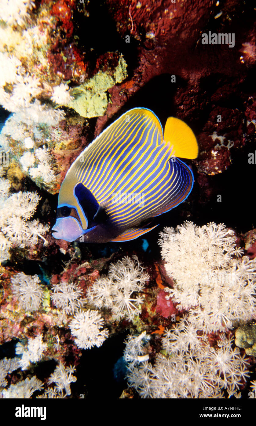 Egypt, Red Sea, emperor angelfish Stock Photo - Alamy