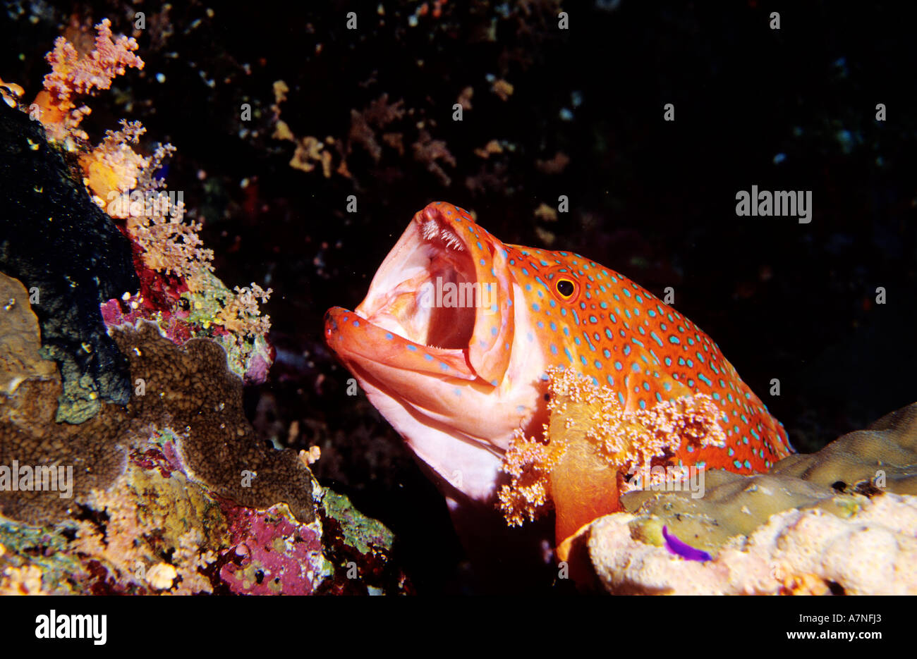 Egypt, Red Sea, red grouper Stock Photo - Alamy