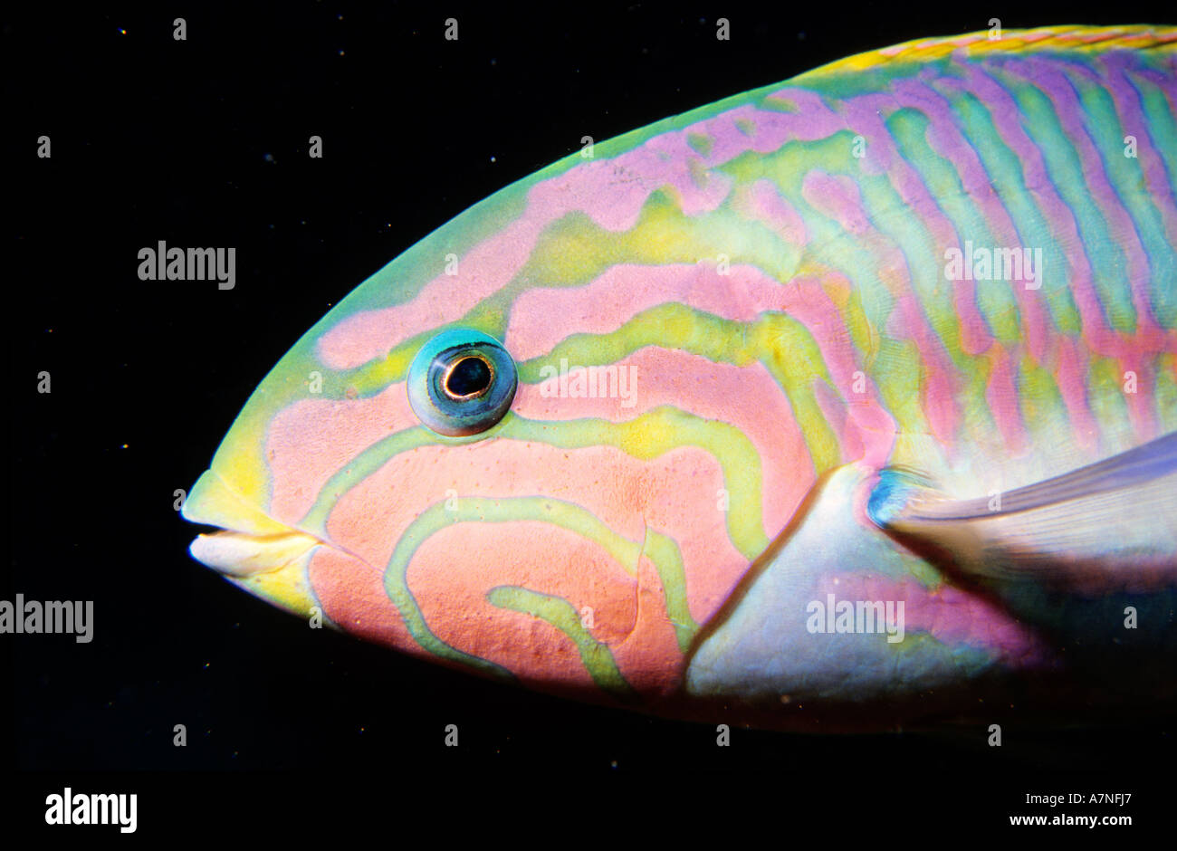 Egypt, Red Sea, wrasse Stock Photo - Alamy