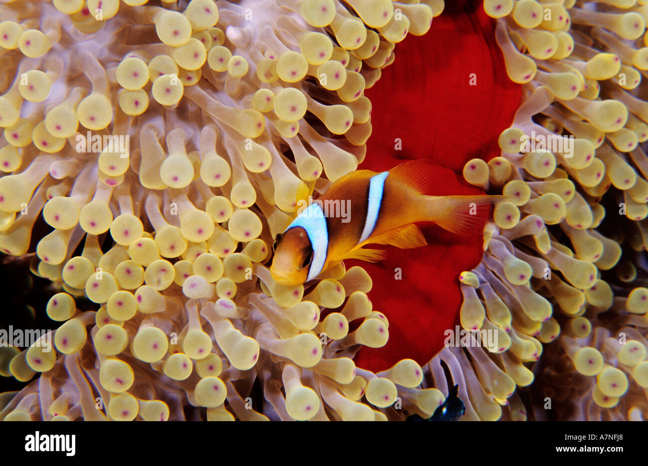 Egypt, Red Sea, anemonefish in a red sponge Stock Photo - Alamy