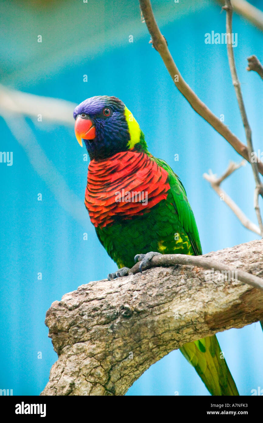 Florida colourful birds hi-res stock photography and images - Alamy
