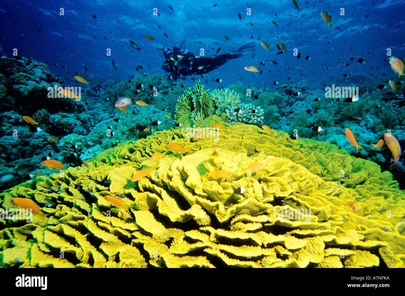 Egypt, Red Sea, Tiran Strait, salad coral Stock Photo - Alamy