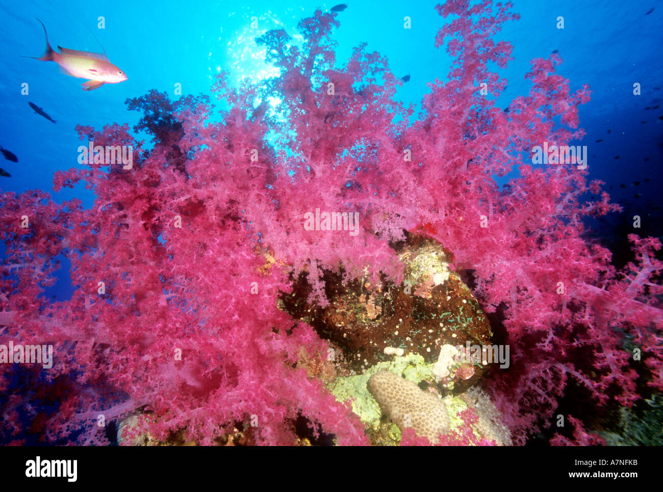 Egypt, Red Sea, soft corals Stock Photo - Alamy