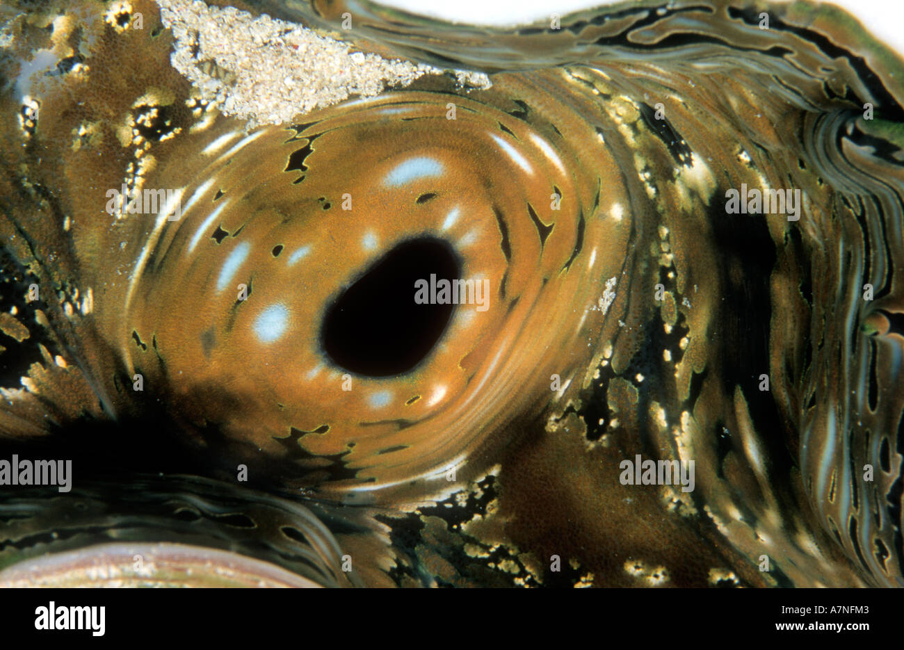 Egypt, Red Sea, siphon of a giant clam Stock Photo - Alamy