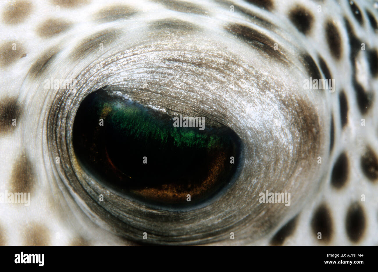 Egypt, Red Sea, eye of pufferfish Stock Photo - Alamy