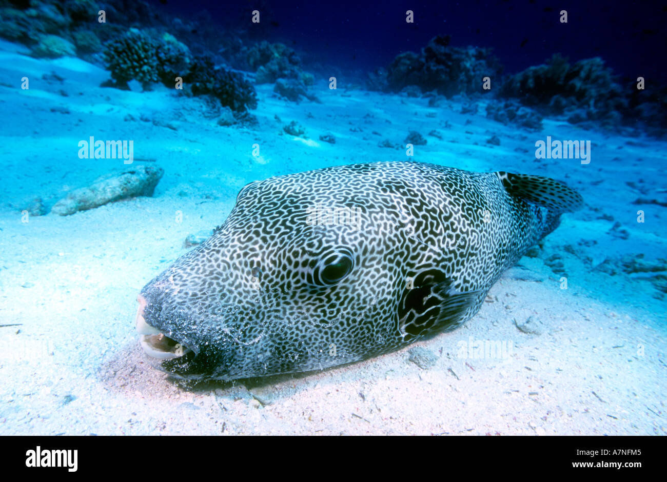 Egypt red sea giant pufferfish hi-res stock photography and images - Alamy