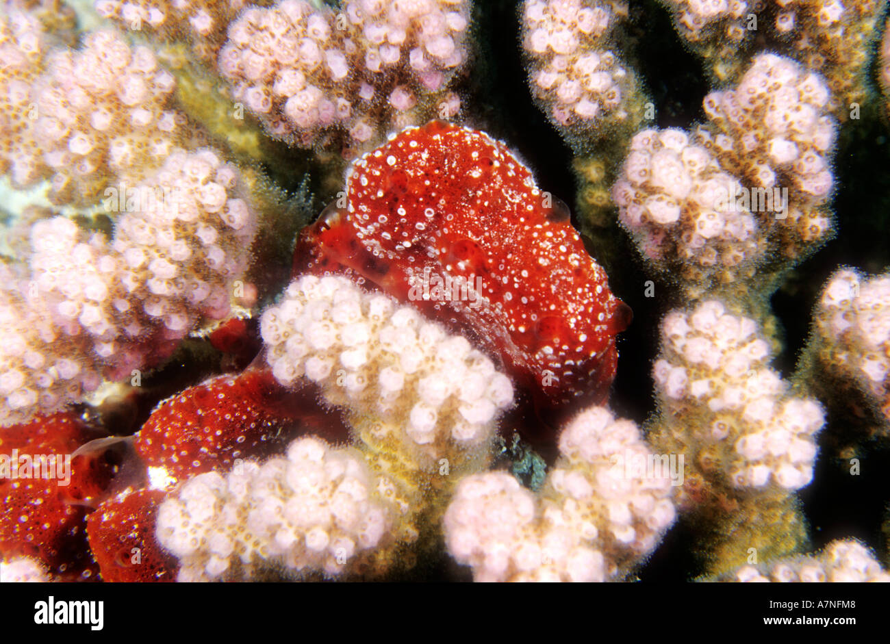 Egypt, Red Sea, raspberry coral colonized by a red sponge Stock Photo ...