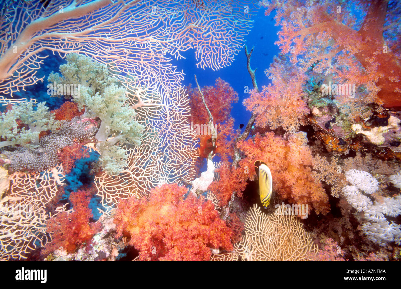 Egypt, Red Sea, underwater landscape in Ras Mohammed Stock Photo - Alamy