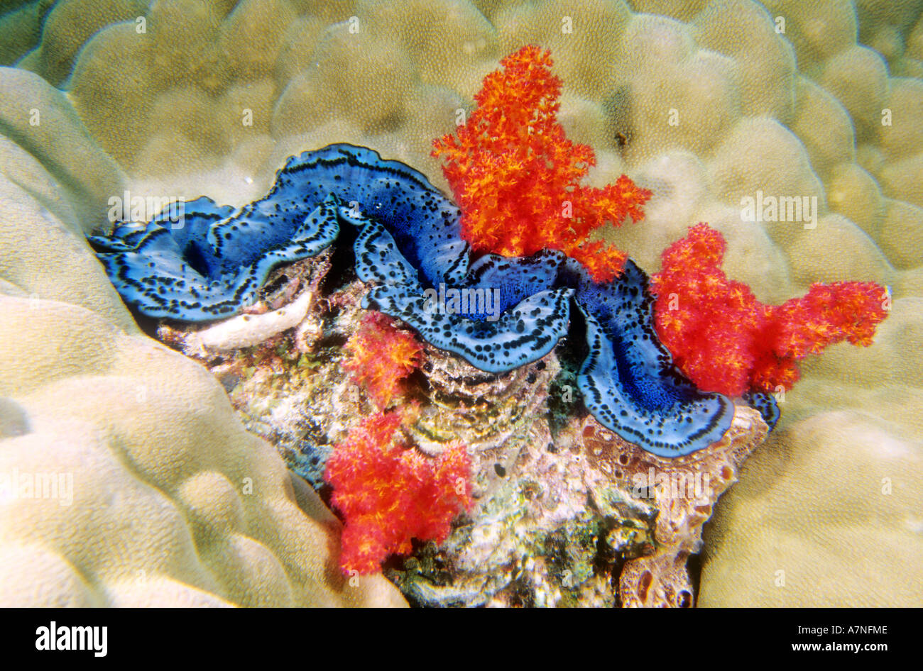Egypt, Red Sea, a giant clam incrusted in a Porites coral and red soft ...