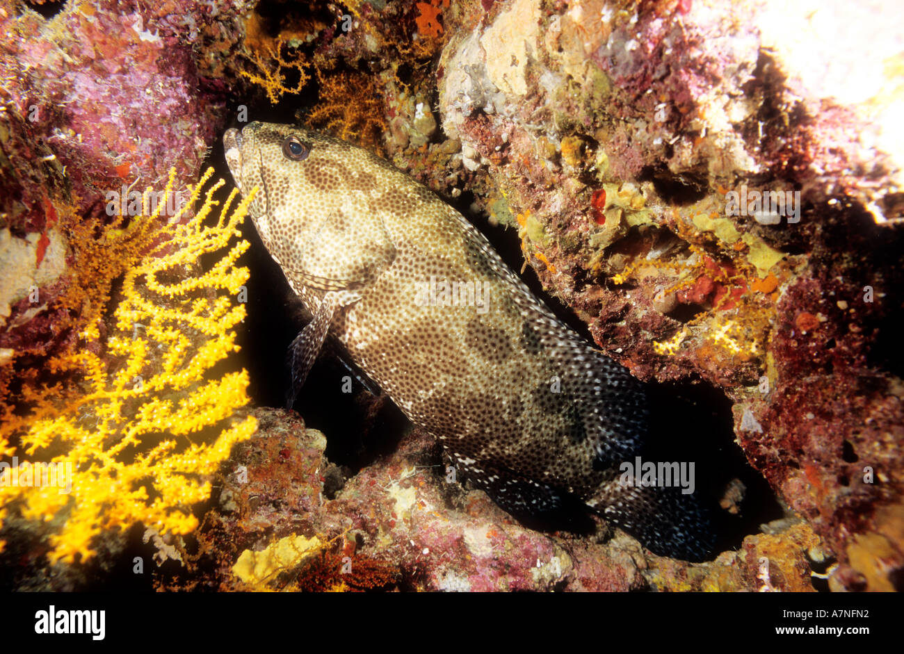 Egypt, Red Sea, grouper Stock Photo - Alamy