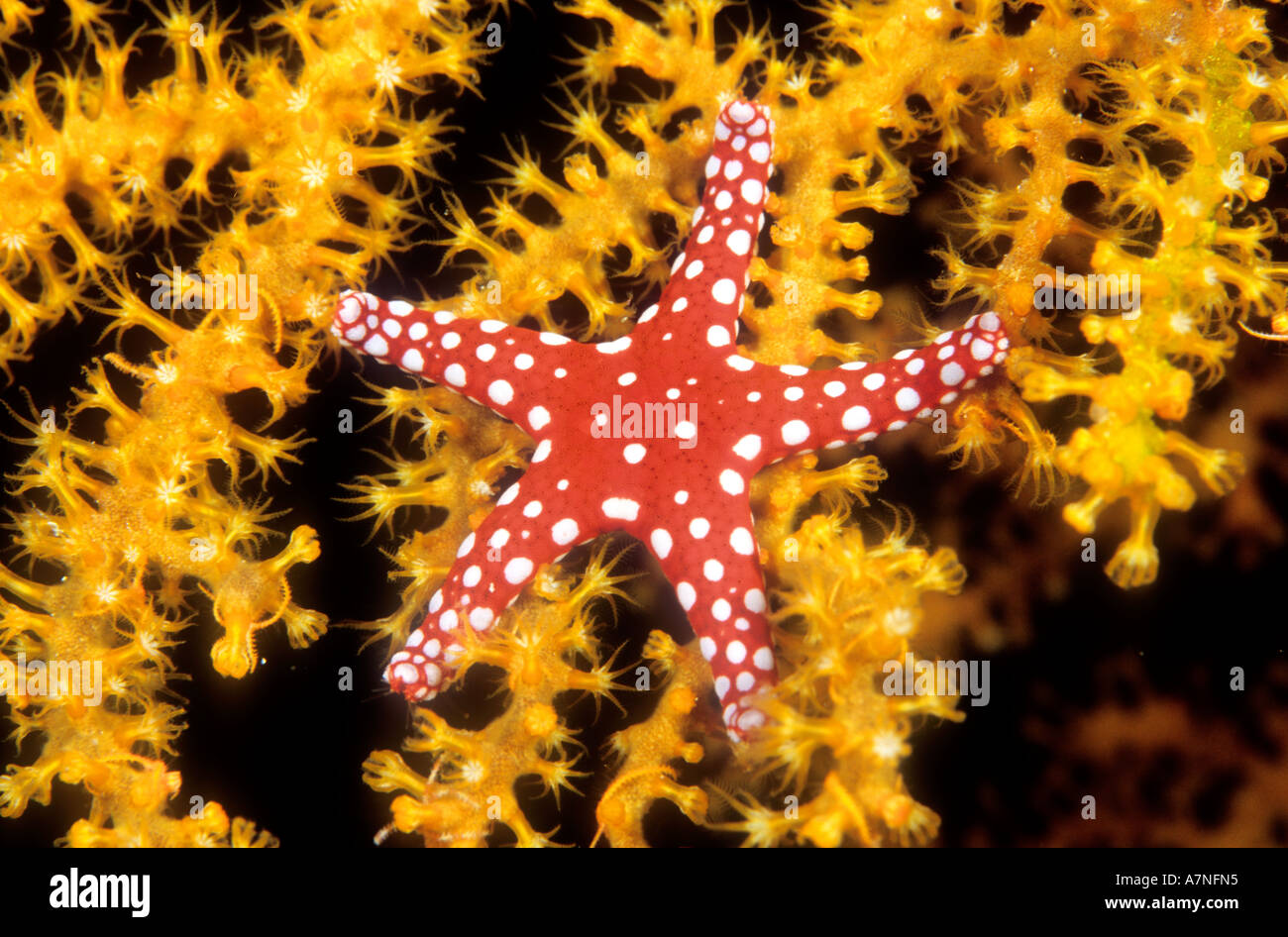Hurghada starfish hi-res stock photography and images - Alamy