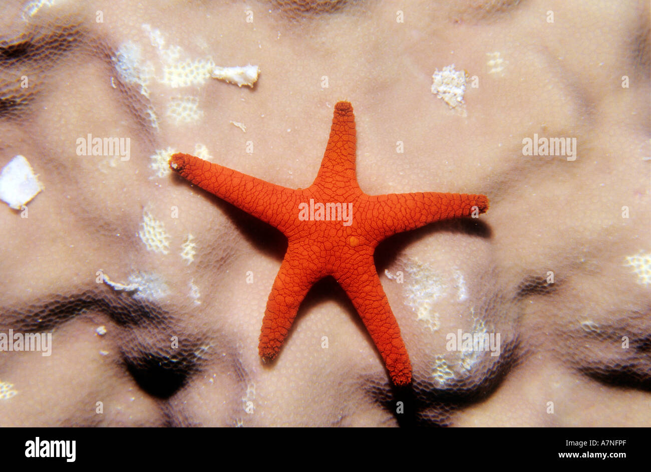 Australia, Great Barrier Reef, starfish Stock Photo - Alamy