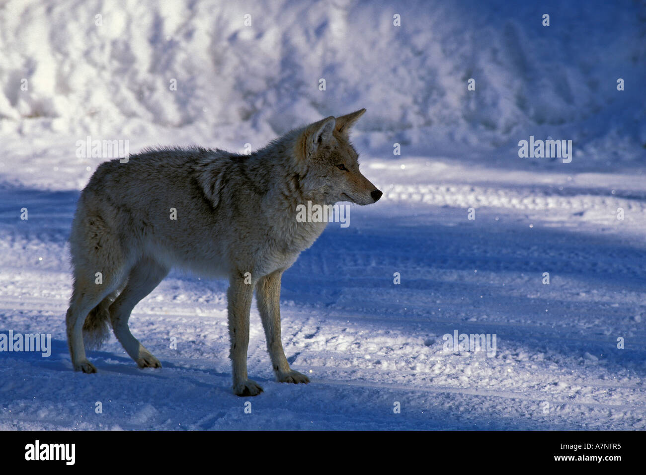 Coyote on road in Yellowstone NP USA Stock Photo - Alamy