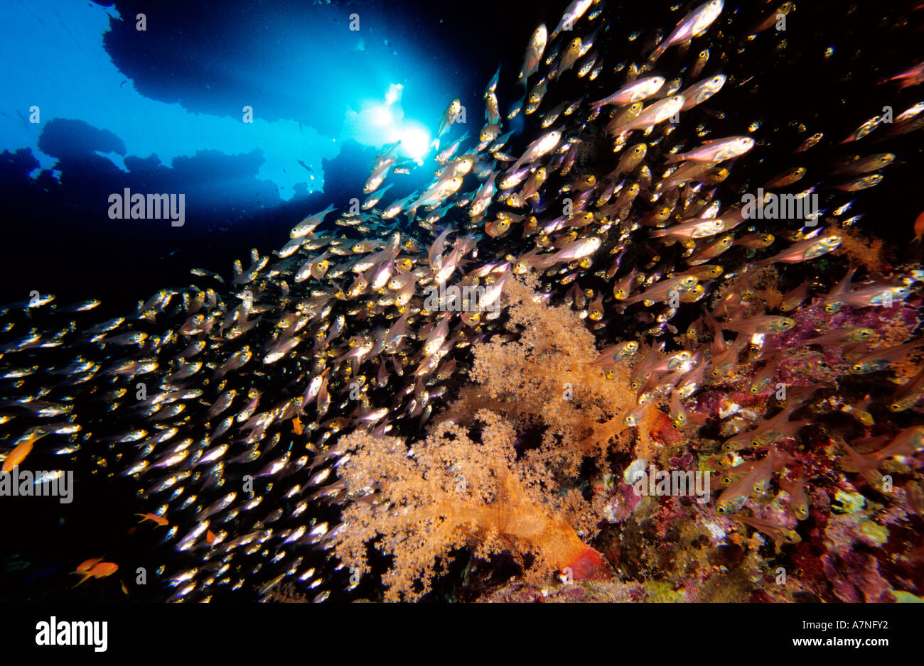 Egypt, Red Sea, soft corals and glassfish in a cave Stock Photo - Alamy