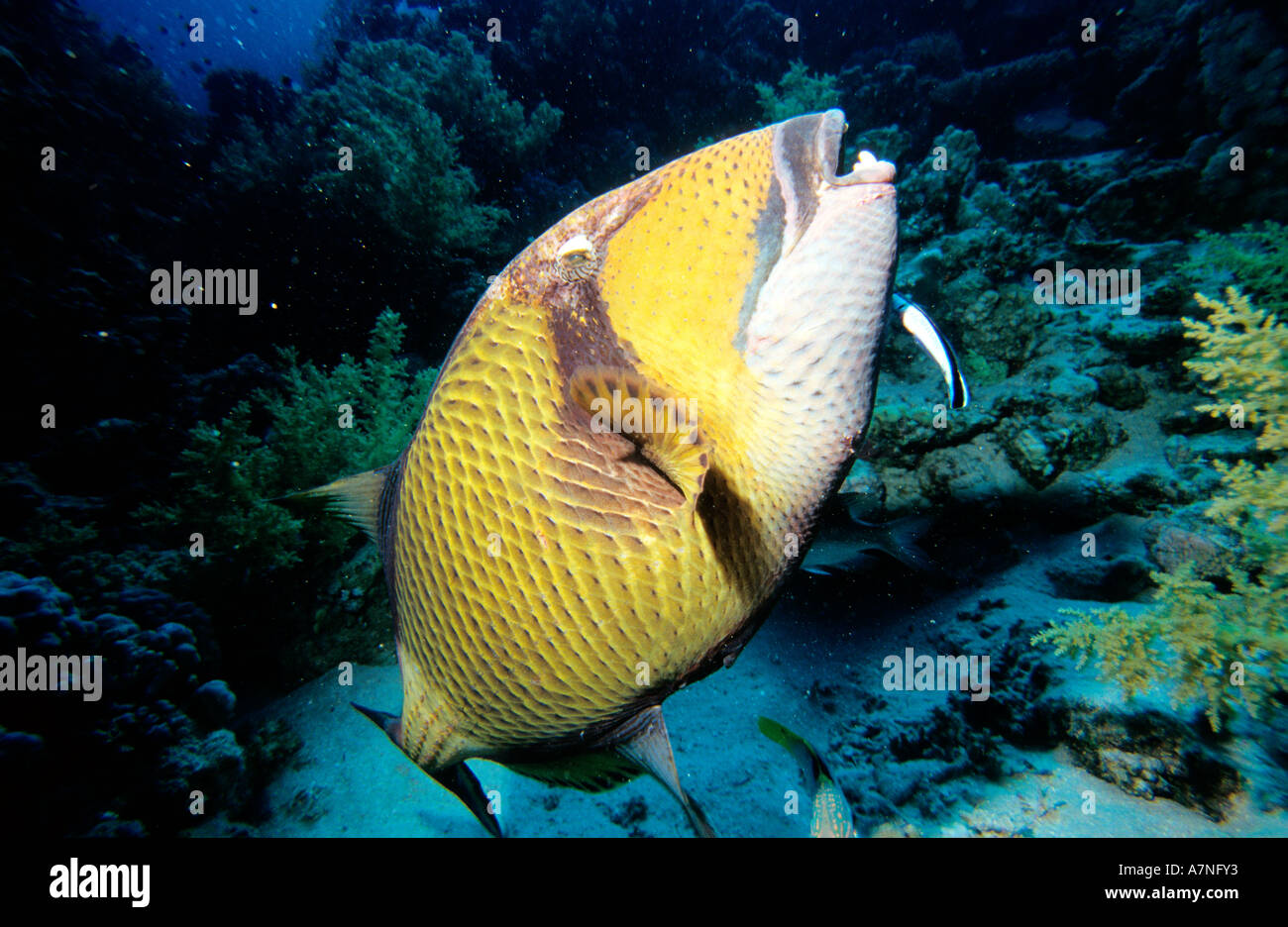 Egypt, Red Sea, a giant triggerfish Stock Photo - Alamy