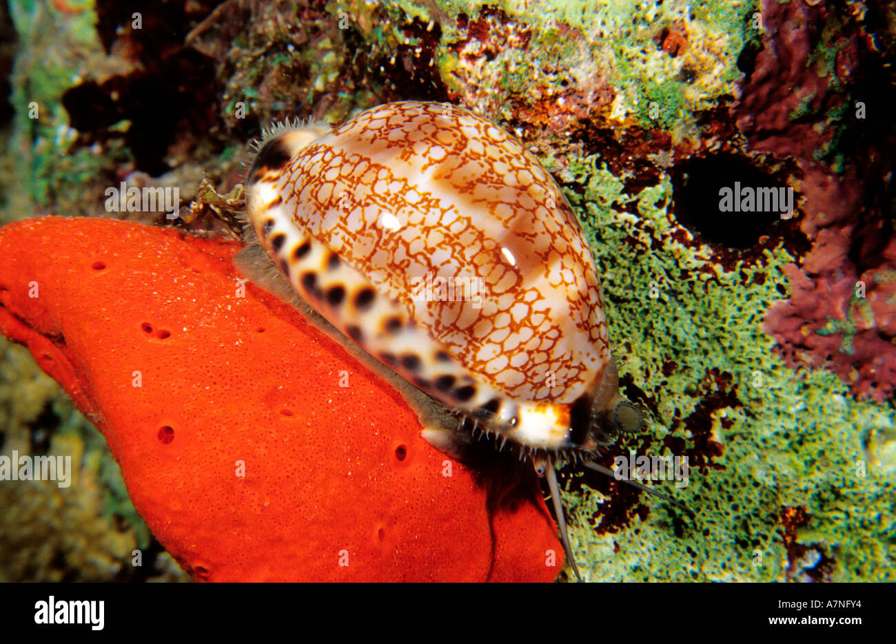 Egypt, Red Sea, a cowry (sea-shell) on a red sponge Stock Photo - Alamy