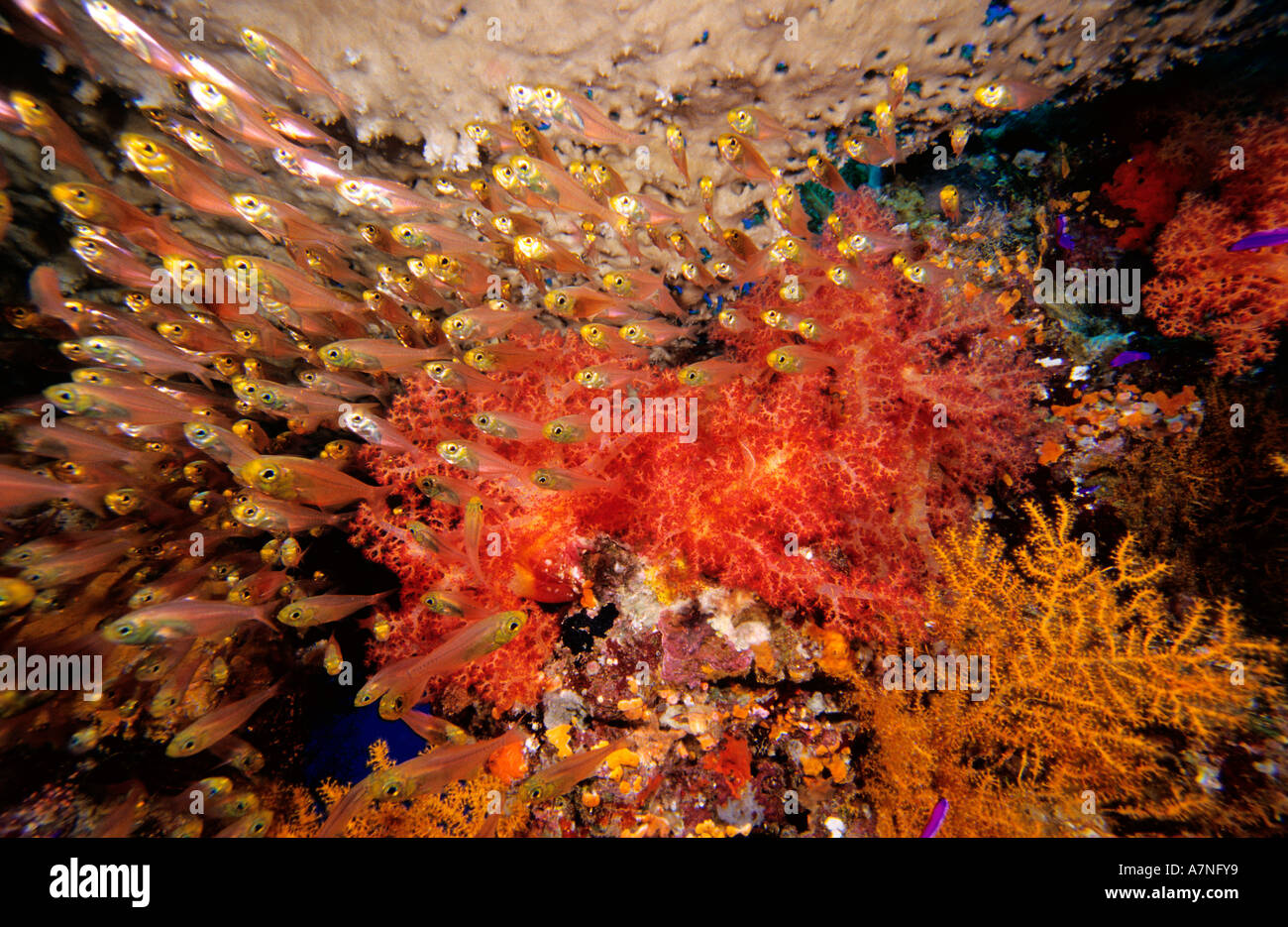Egypt, Red Sea, underwater landscape with glassfish, red soft corals ...