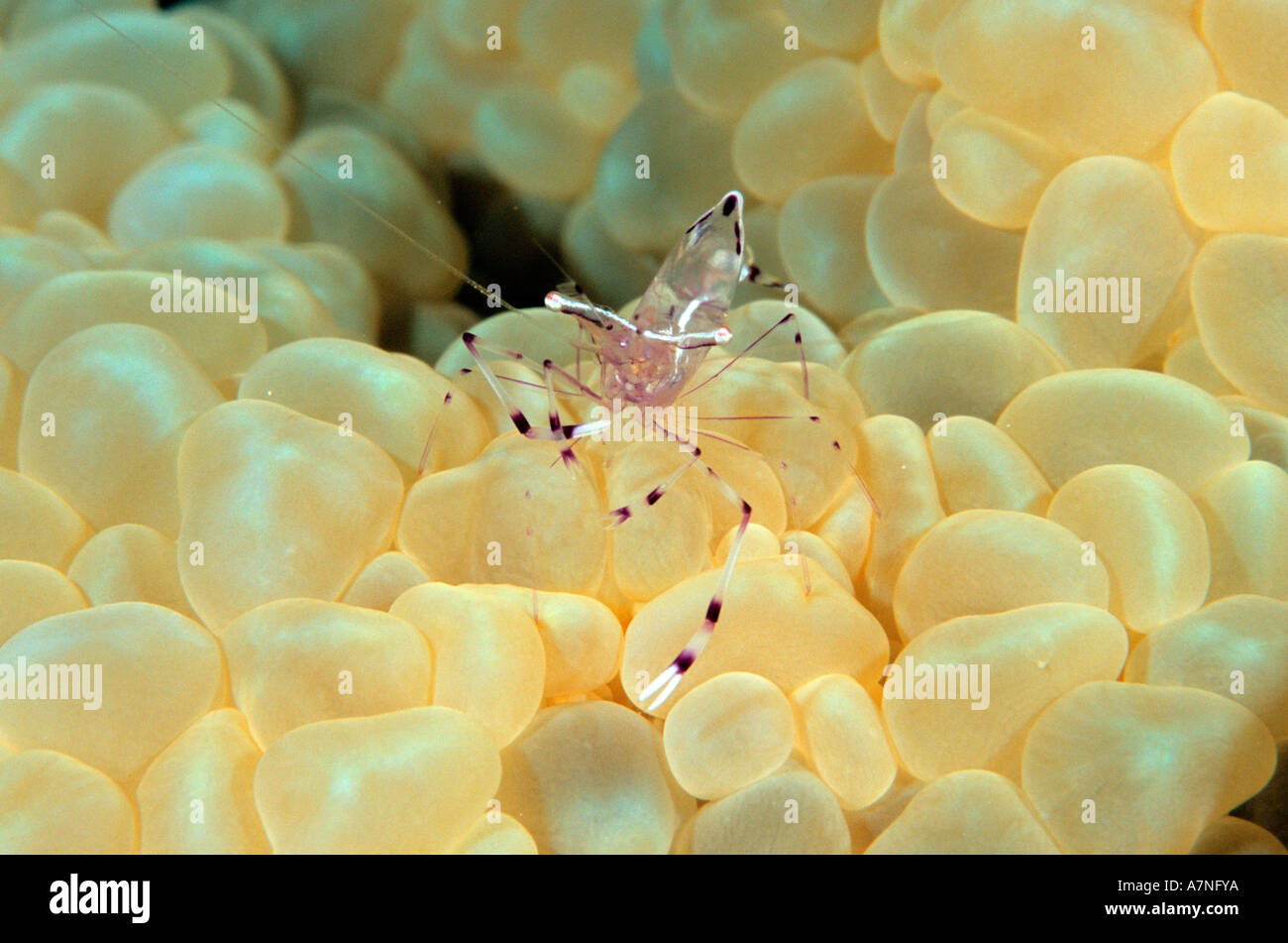 Egypt, Red Sea, a transparent shrimp on a grape-coral Stock Photo - Alamy
