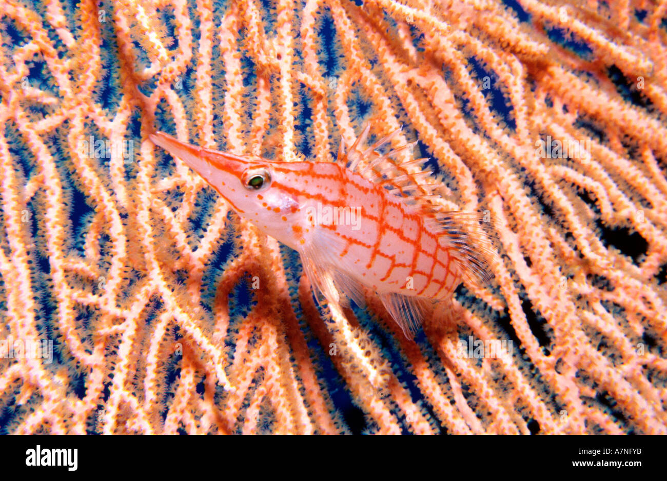 Egypt, Red Sea, a longnose hawkfish on a sea-fan coral Stock Photo - Alamy