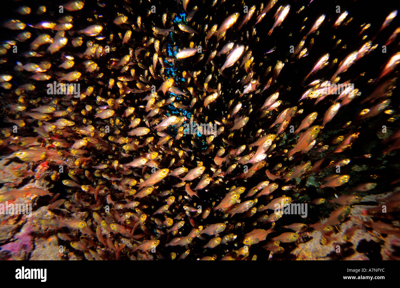 Indian glassfish hi-res stock photography and images - Alamy