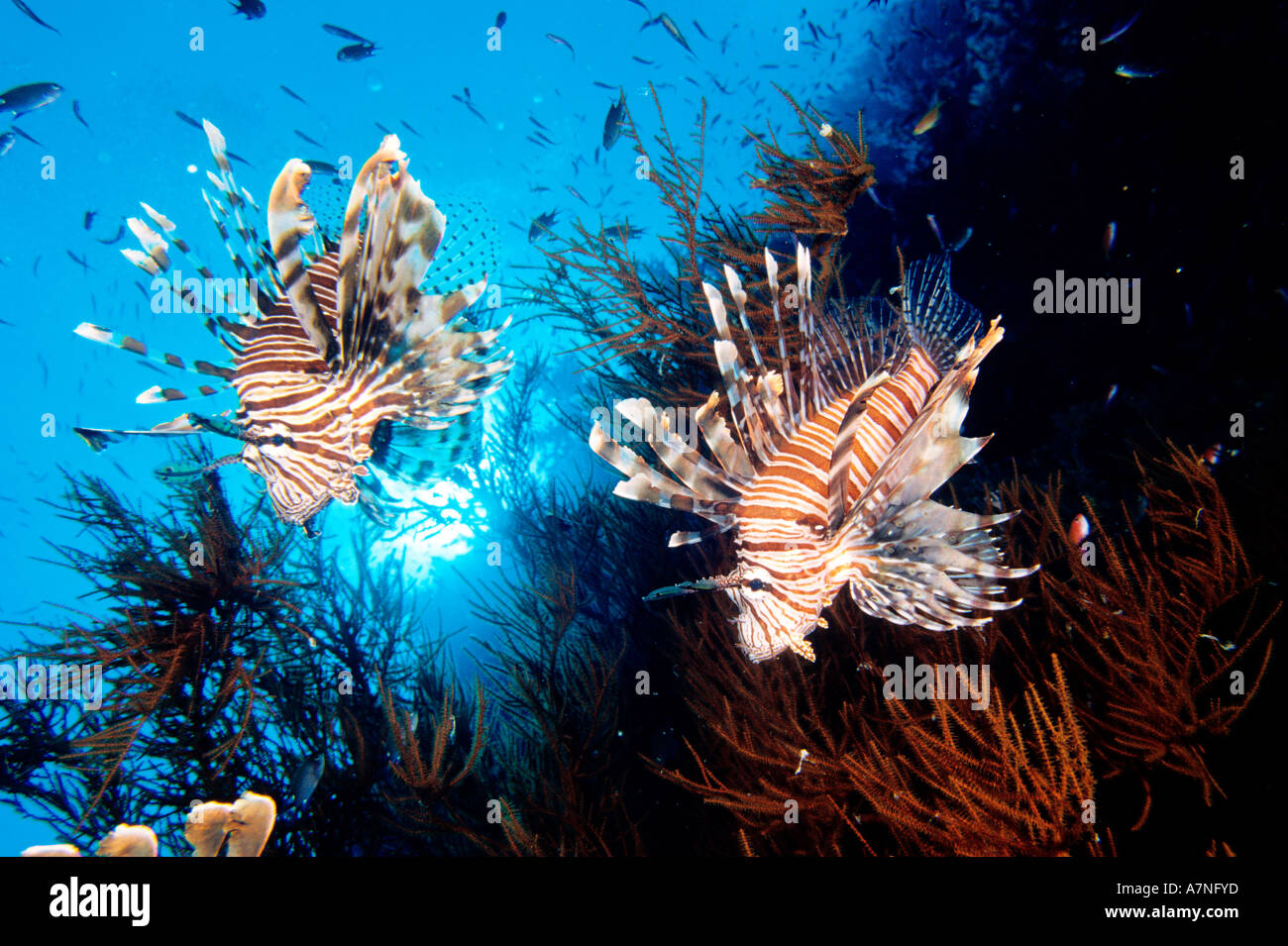 Lionfish in front of black coral hi-res stock photography and images ...