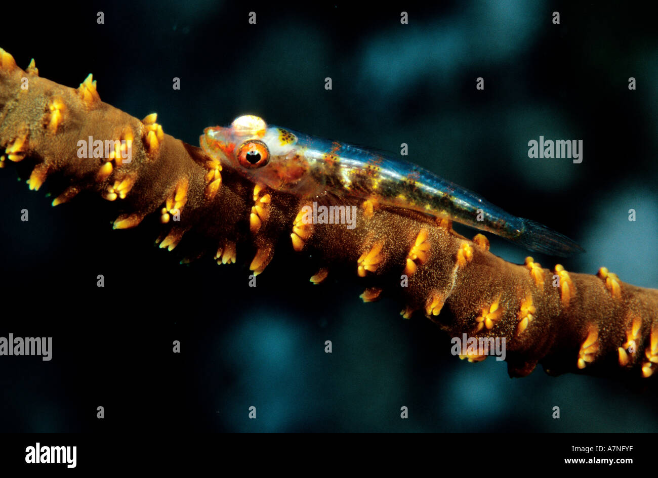 Polyps red sea whip coral hi-res stock photography and images - Alamy