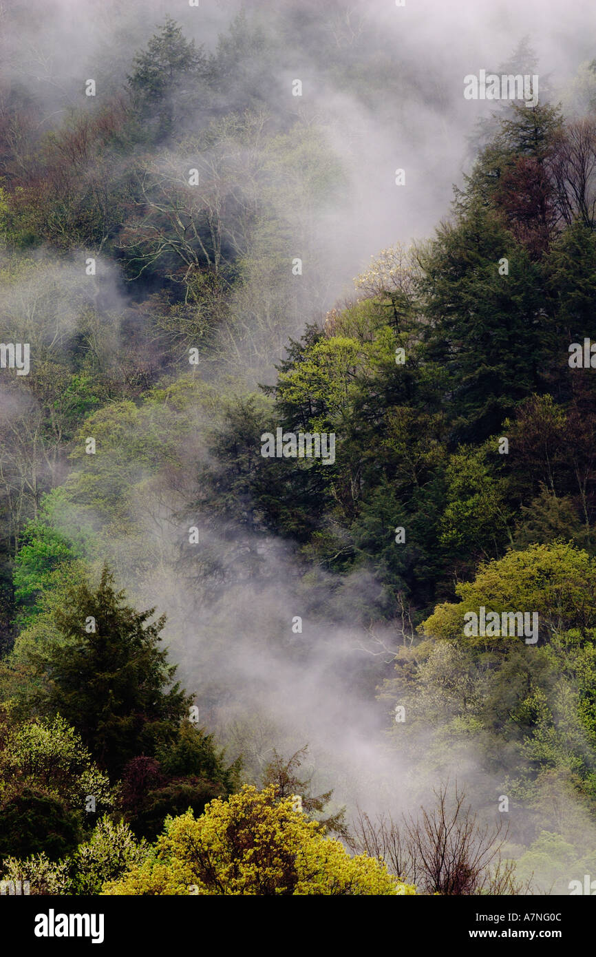 Mist rising from mountainside after spring rain, Great Smoky Mountains ...