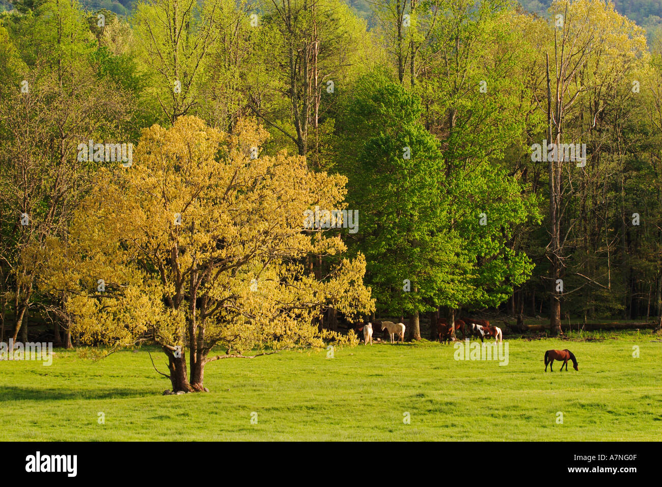 Horses grazing in meadow, Cades Cove, Great Smoky Mountains N.P. TN ...
