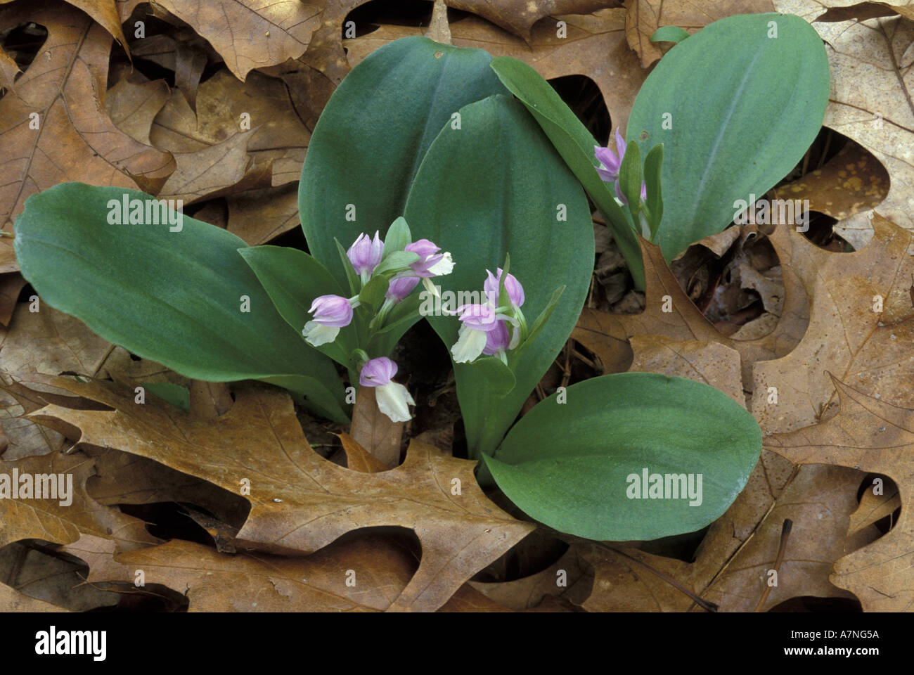 NA, USA, Tennessee, Great Smoky Mountains NP, Showy orchis (Galearis ...