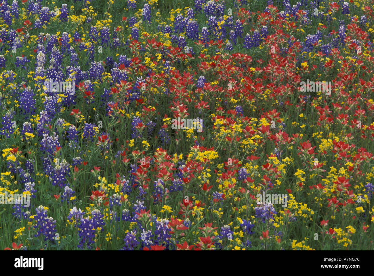 Purple bladderpod hi-res stock photography and images - Alamy