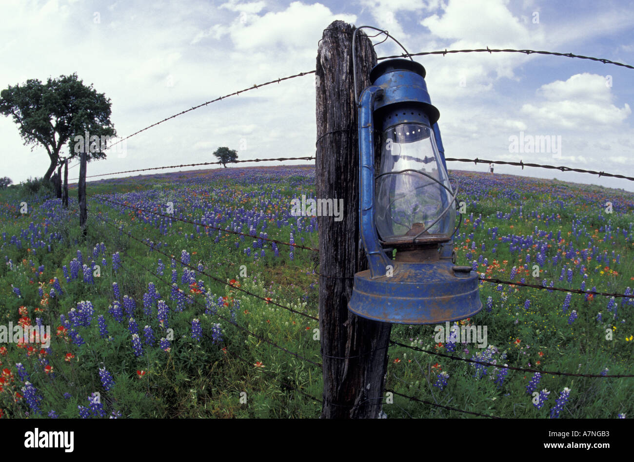 N.A., USA, Texas, Llano, Blue Lantern, Oak tree and Wildflowers Stock ...