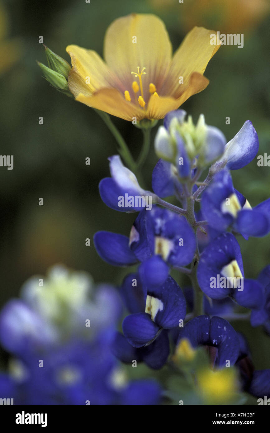 Linum rigidum High Resolution Stock Photography and Images - Alamy