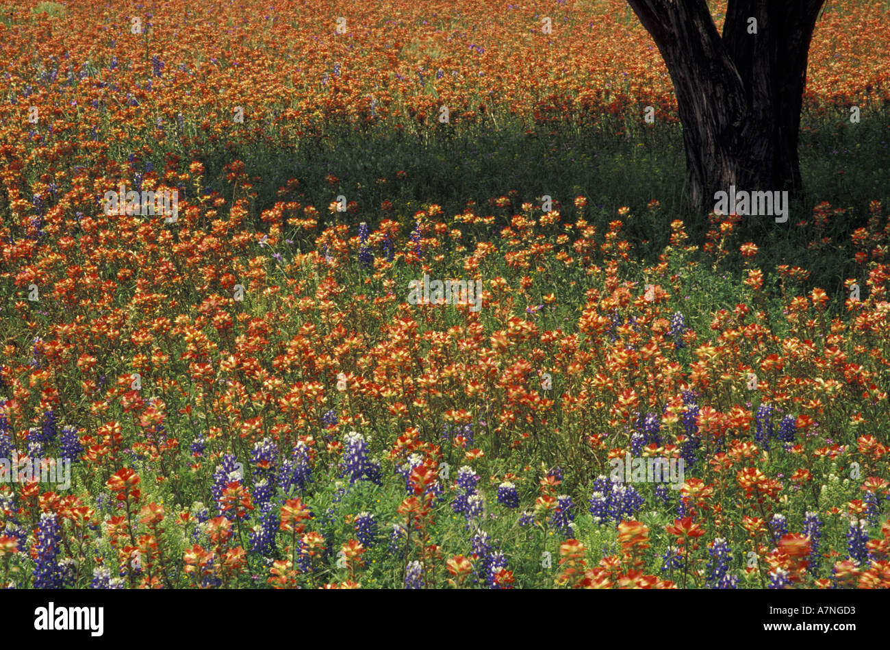 NA, USA, Texas, Hill Country, Paint brush and tree trunk Stock Photo ...