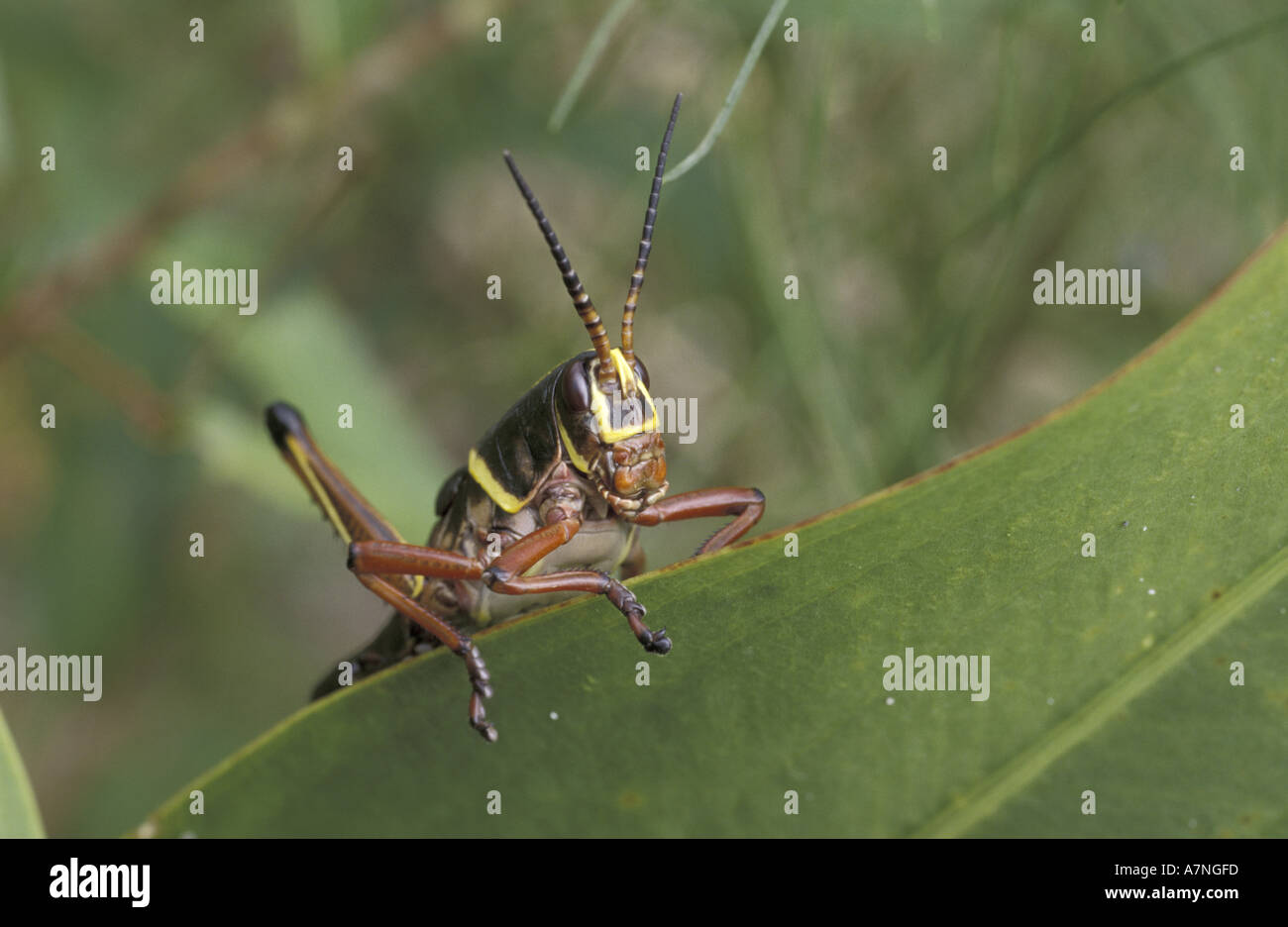 NA, USA, Texas, Rio Grande valley. Rainbow grasshopper (Dactylotum ...