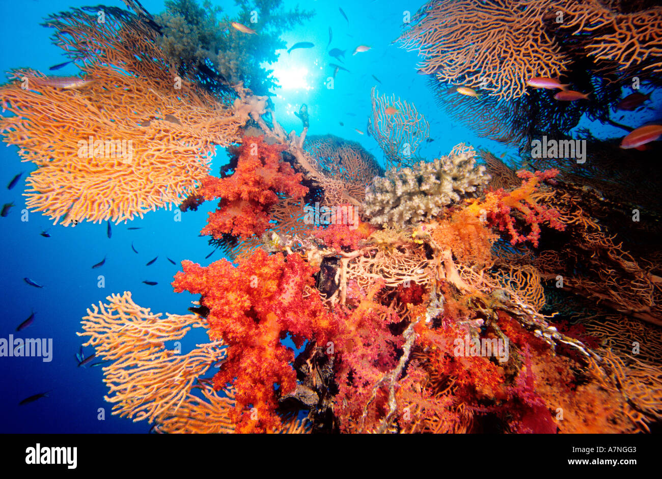 Egypt, Red Sea, underwater landscape with sea-fan corals and red soft ...