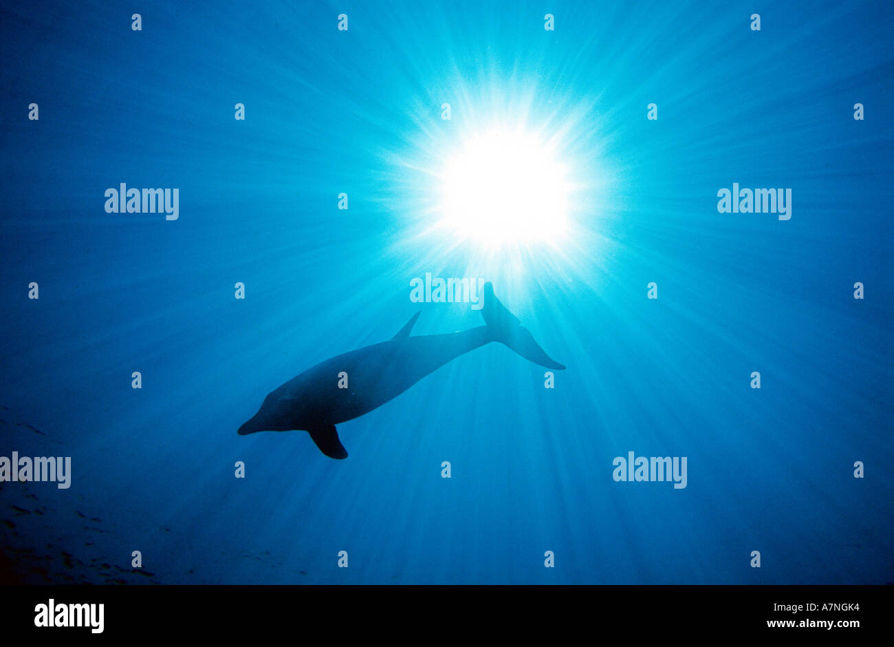 Dolphin passing trough the sun hi-res stock photography and images - Alamy