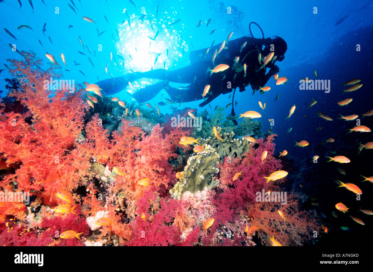 Egypt, Red Sea, underwater landscape and diver at Ras Mohammed Stock ...