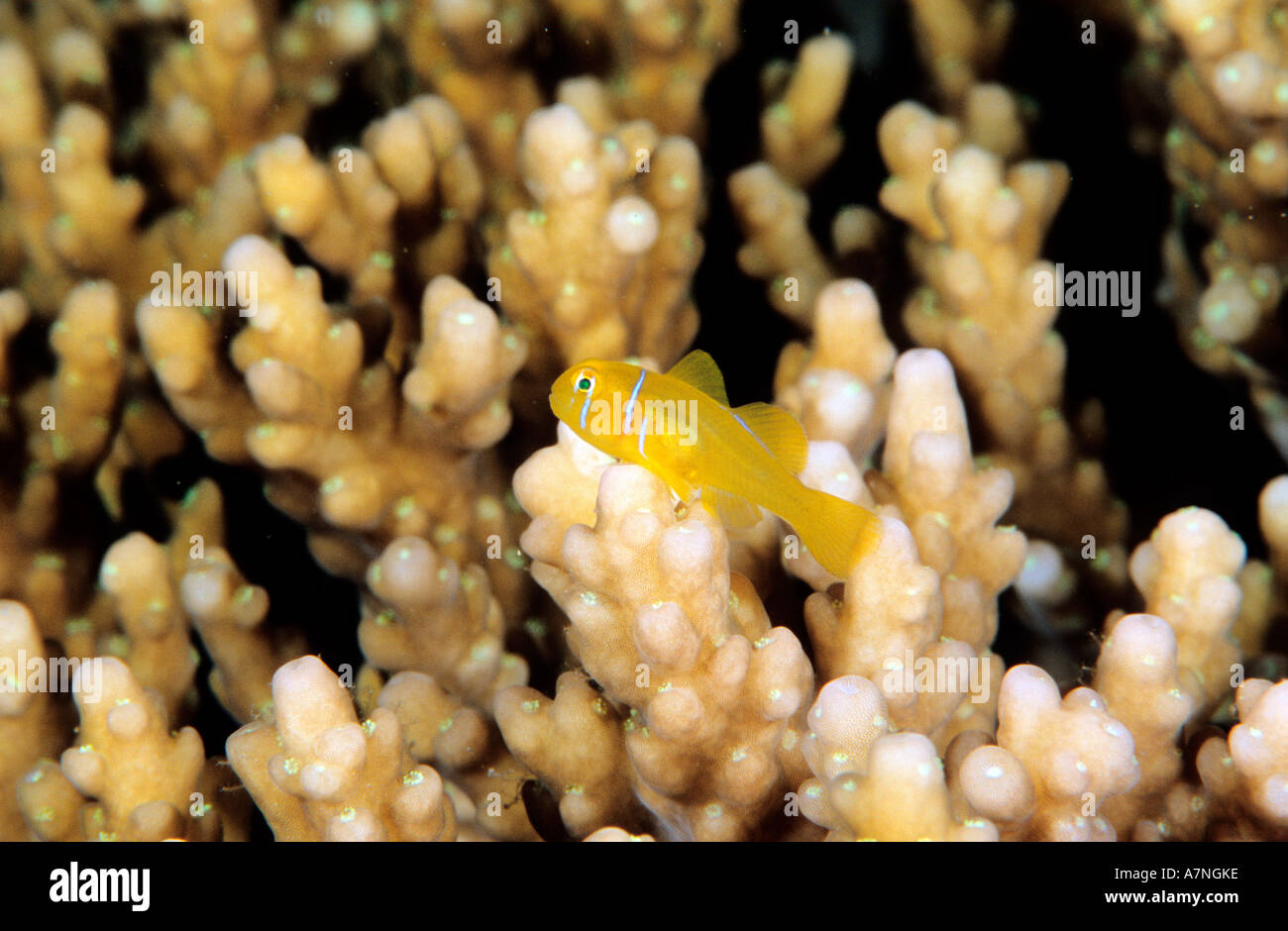 Egypt, Red Sea, a lemon-goby, of one cm long, resting on hard corals ...
