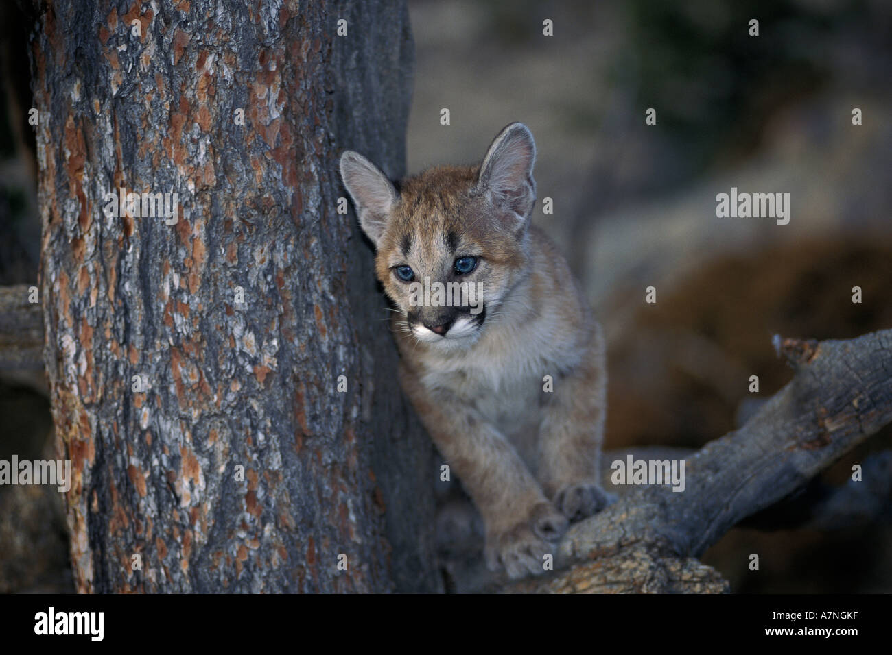 Puma climbing tree hi-res stock photography and images - Alamy