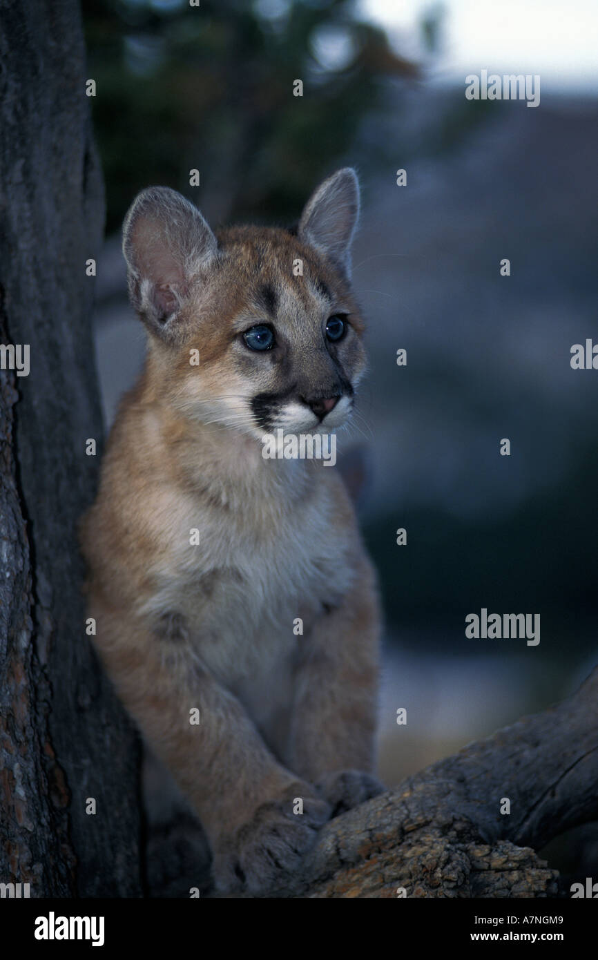 Puma climbing tree hi-res stock photography and images - Alamy