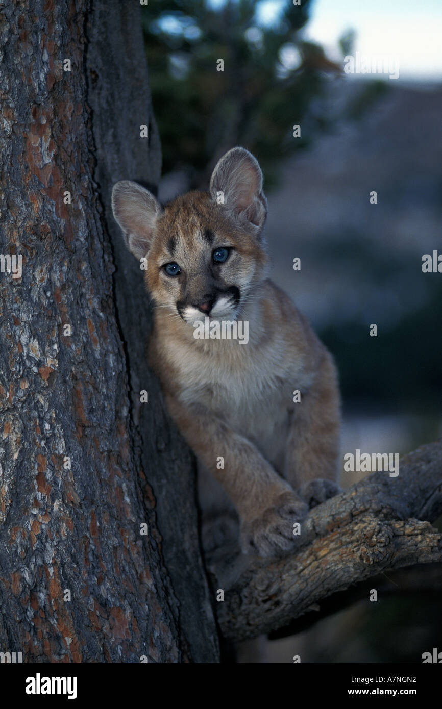 Puma climbing tree hi-res stock photography and images - Alamy