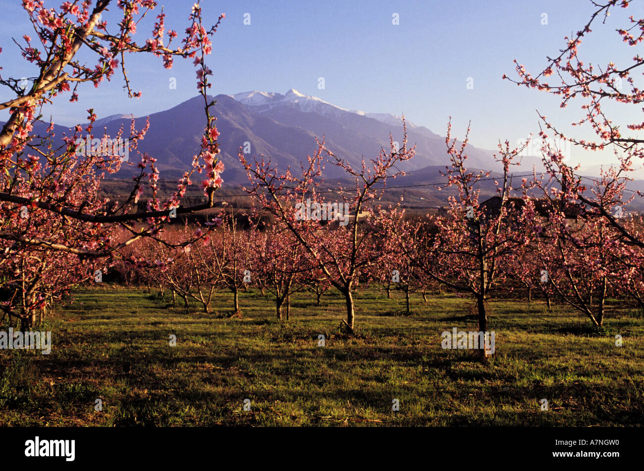 Mount canigou hi-res stock photography and images - Alamy