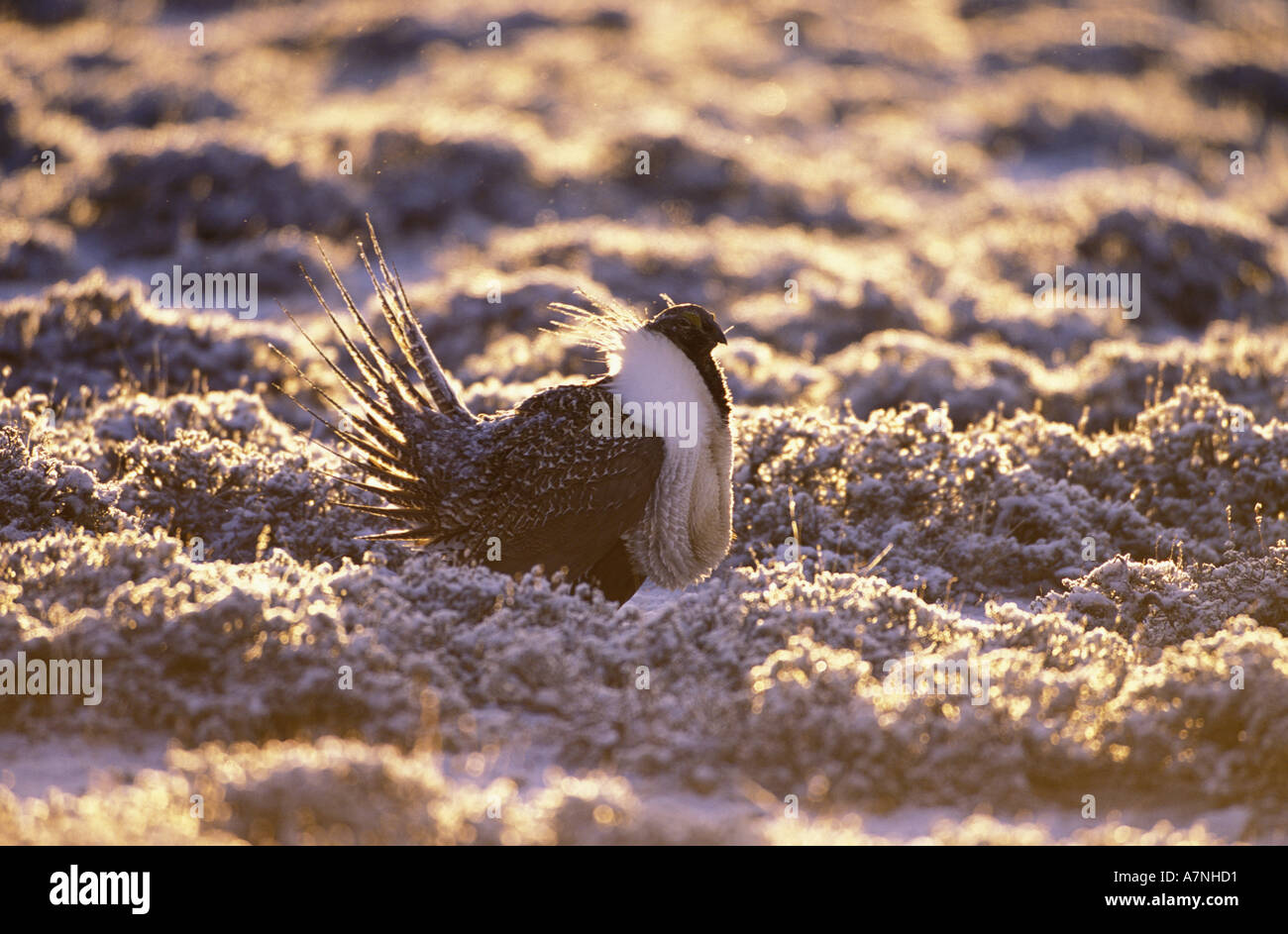 Sand grouse male hi-res stock photography and images - Alamy