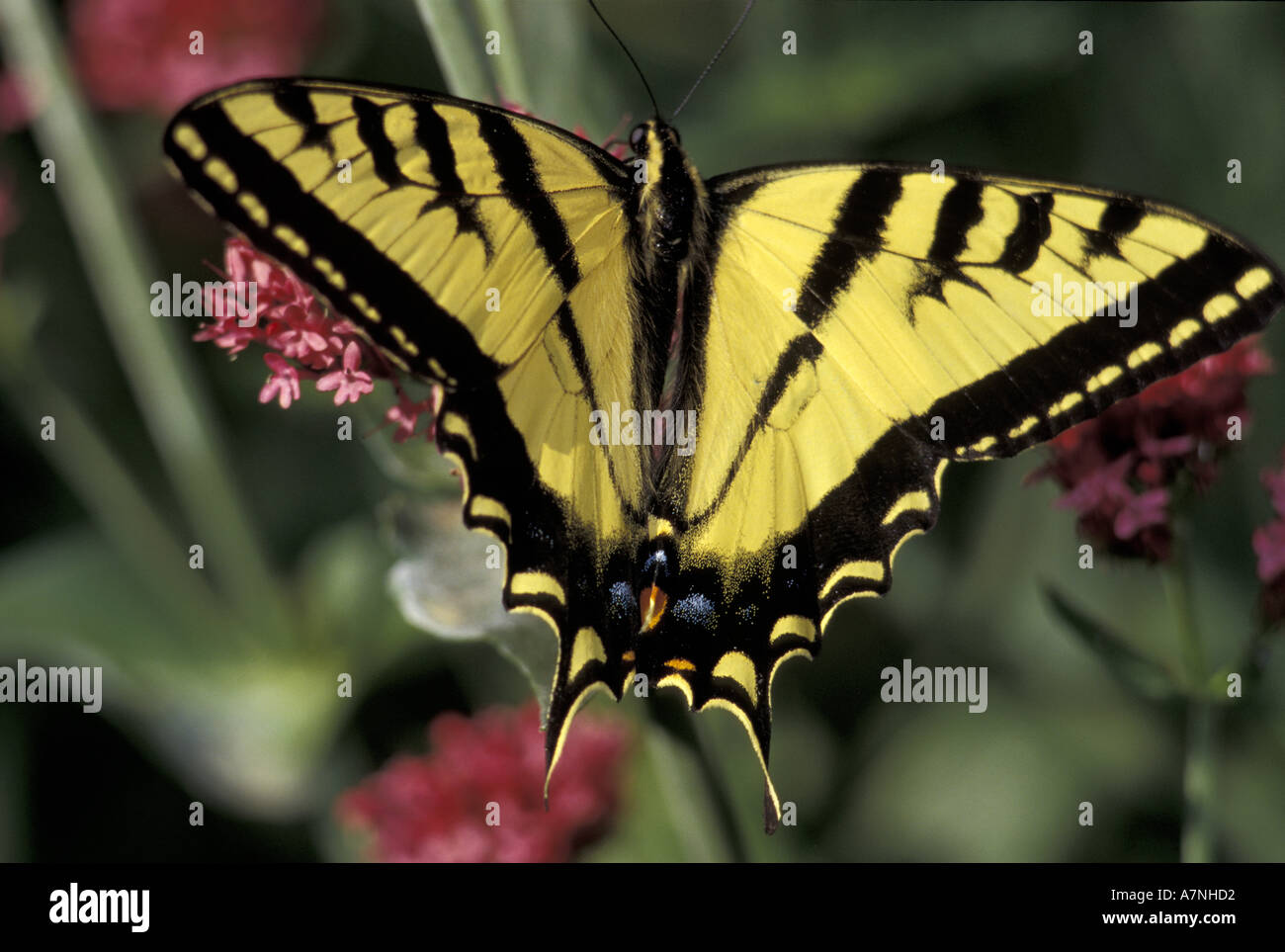 USA, Utah, Two-tailed swallowtail butterfly (Papilio multicaudata) on ...