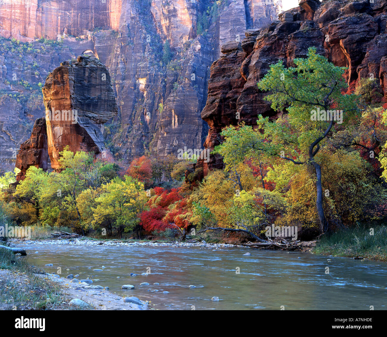Fall foliage along Virgin River near gateway to Narrows Trail, Zion ...