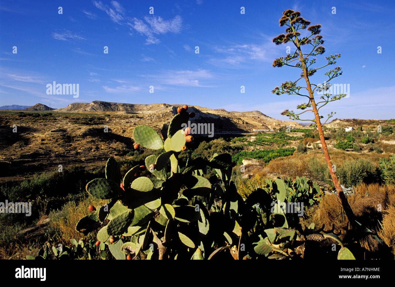 Spain, Murcie, Mula village, opuntia and prickly pear Stock Photo - Alamy