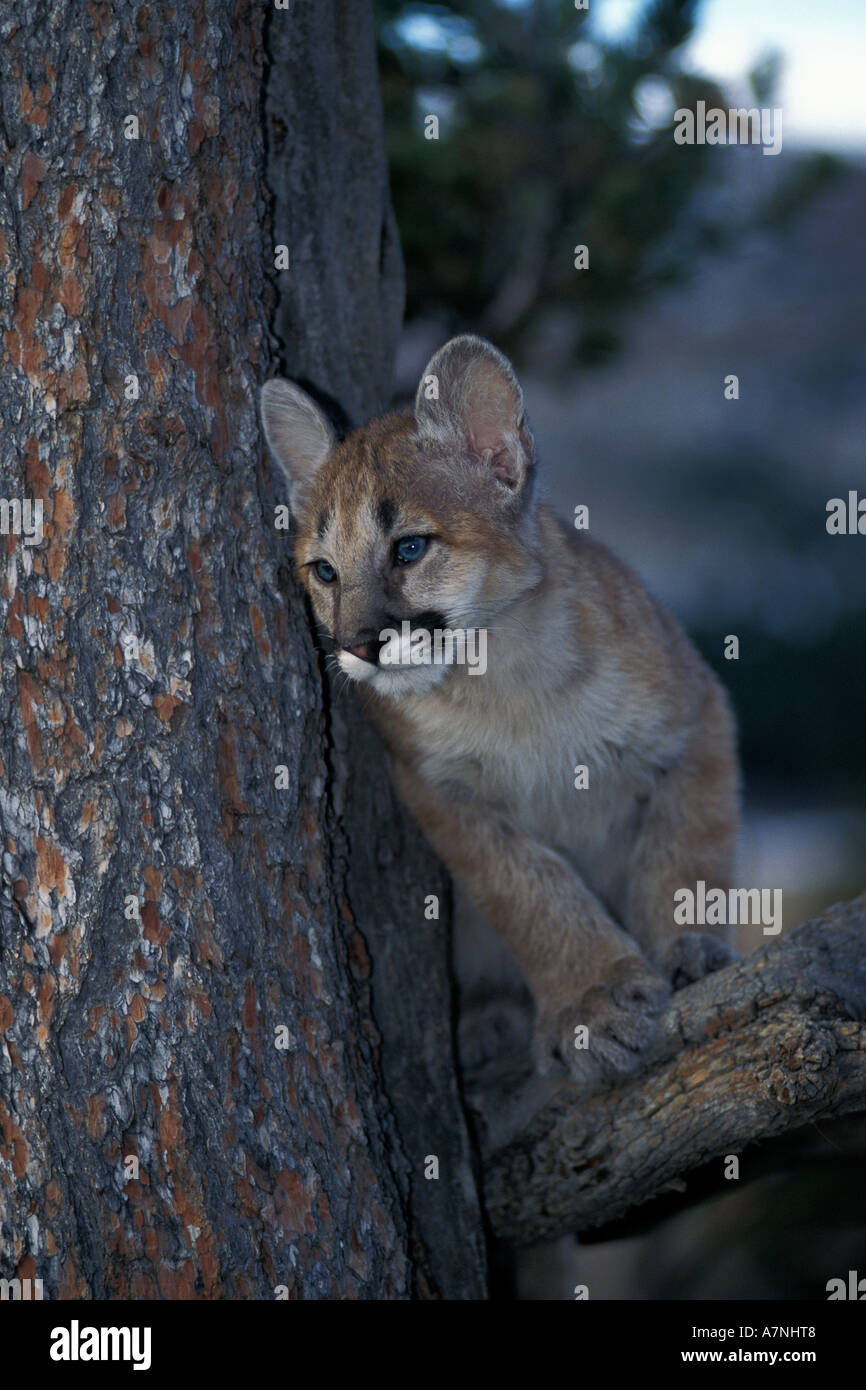 Puma climbing tree hi-res stock photography and images - Alamy